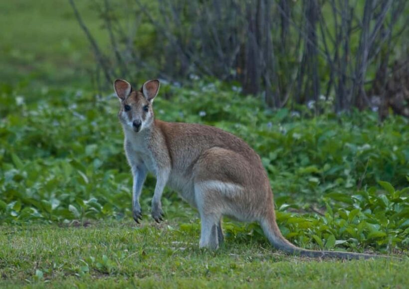 Cairns: Half-Day 4WD Rainforest & Waterfall Tour - FAQ: Your Questions Answered