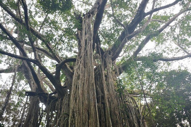 Cairns hidden gems, Historic Village Herberton and Tableland - Final Thoughts