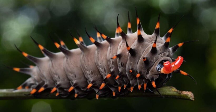 Cairns: Insect Photography Tour of Cairns Botanic Gardens - An In-Depth Look at the Cairns Insect Photography Tour