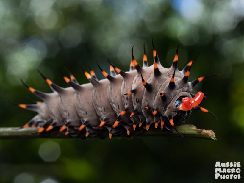Cairns: Insect Photography Tour of Cairns Botanic Gardens - FAQ