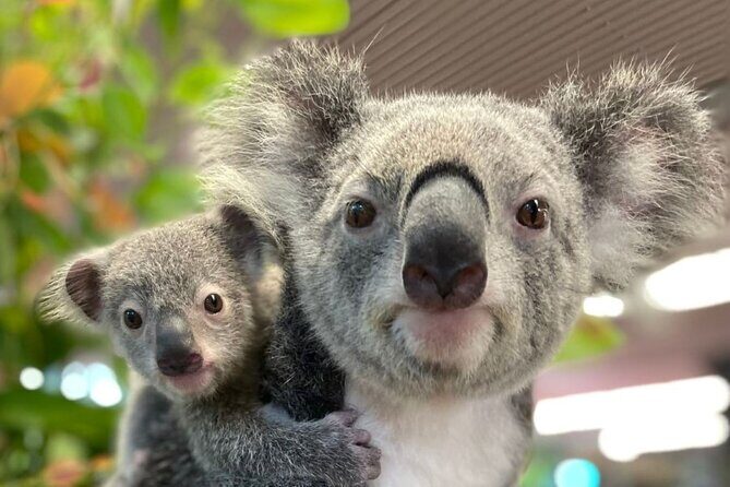 Cairns Koalas & Creatures at the Pier - Key Points