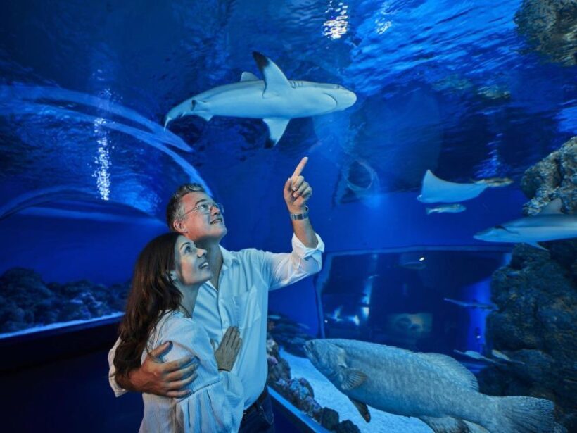 Cairns: Night at the Aquarium Guided Tour & 2 Course Dinner - Final Thoughts: Is This Tour Right for You?