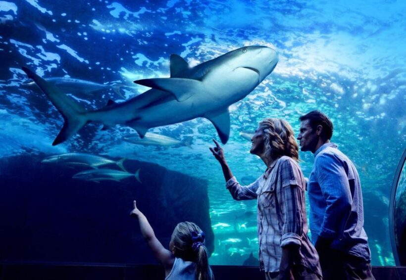 Cairns: Night at the Aquarium Guided Tour & 2 Course Dinner - In The Sum Up