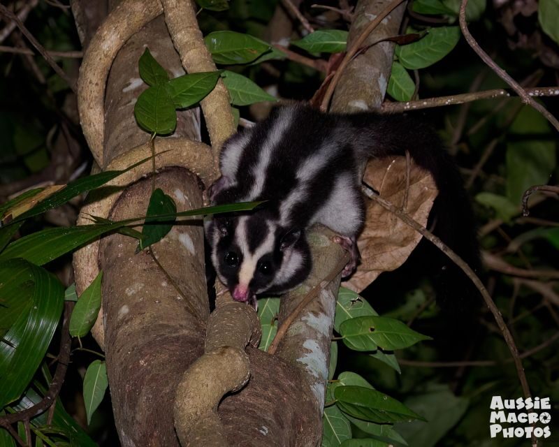 Cairns: Night Walk in Cairns Botanic Gardens - An Authentic Nighttime Journey Through Cairns’ Rainforest