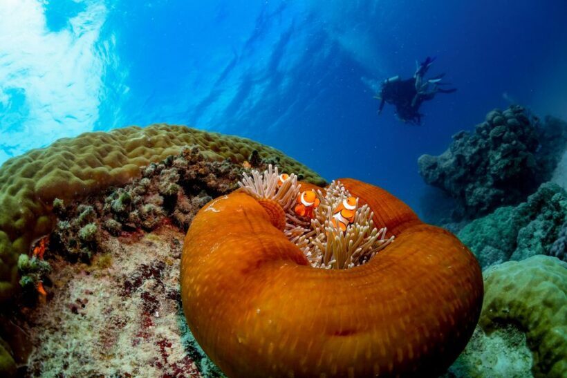 Cairns: Outer Great Barrier Reef Full-Day Tour with Lunch - FAQs