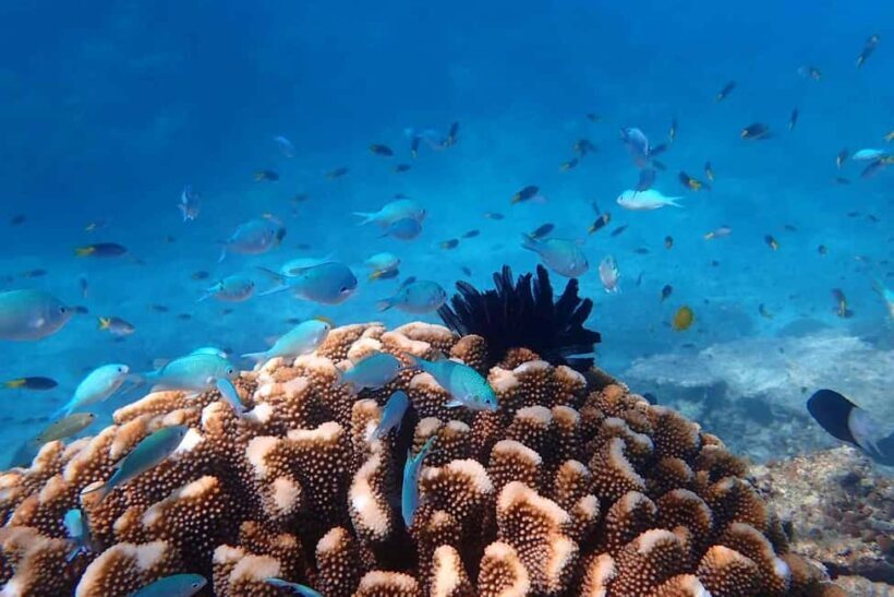 Cairns: Outer Reef Snorkel & Dunk Island Small Group Tour - Key Points