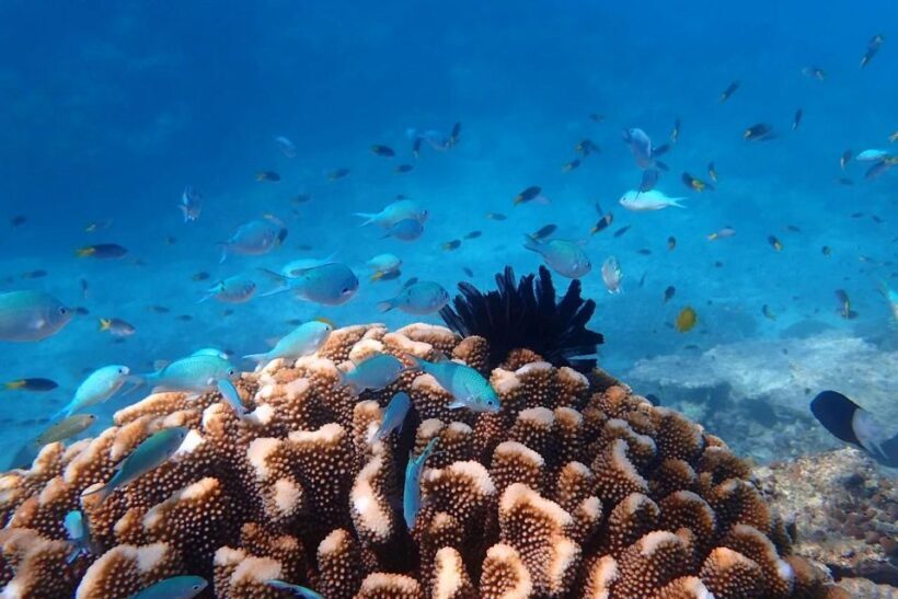 Cairns: Outer Reef Snorkel & Dunk Island Small Group Tour - Authentic Traveler Feedback