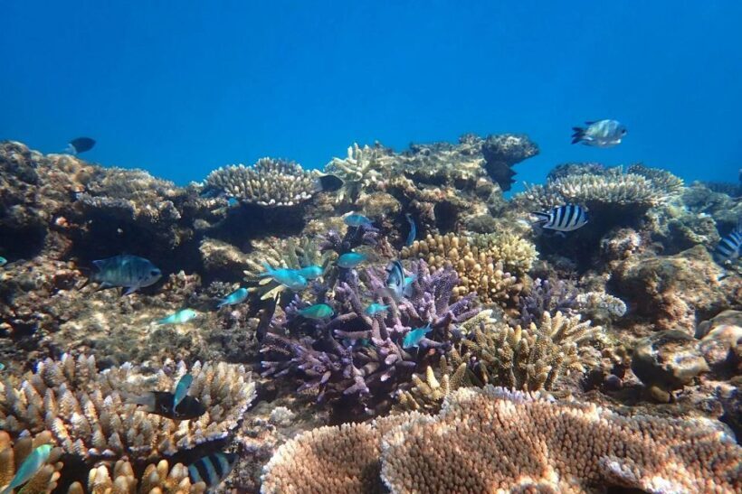 Cairns: Outer Reef Snorkel & Dunk Island Small Group Tour - Final Thoughts