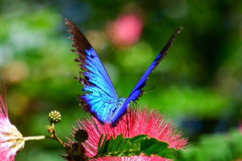 Cairns: Paronella, Lake Barrine & Millaa Millaa Falls Tour - Key Points
