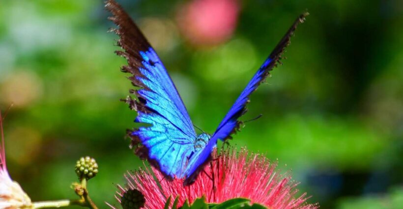 Cairns: Paronella, Lake Barrine & Millaa Millaa Falls Tour - What Travelers Say