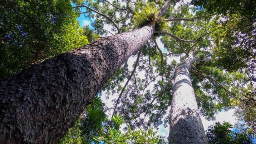 Cairns: Paronella, Lake Barrine & Millaa Millaa Falls Tour - FAQ