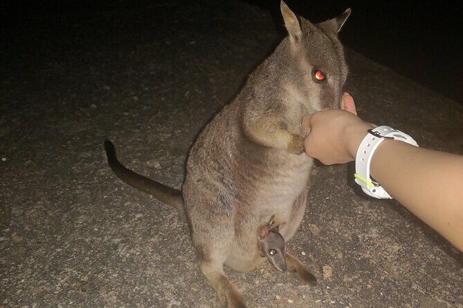 Cairns Paronella Park Herberton and Wild life Tour - What Makes This Tour Stand Out