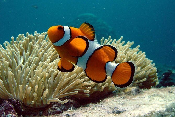 Cairns Reef/Rainforest : Daintree Rainforest & Great Barrier Reef - A Closer Look at the Itinerary