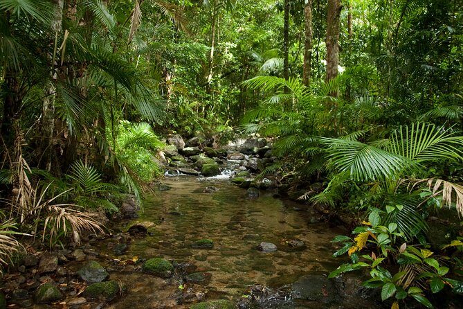 Cairns Reef/Rainforest : Daintree Rainforest & Great Barrier Reef - Who Should Consider This Tour?