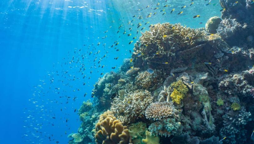 Cairns: Reef Zoom Half Day Helicopter & Snorkeling Tour - What to Expect from the Tour