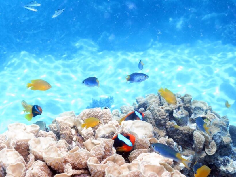 Cairns: Sailing Catamaran Great Barrier Reef Full Day Tour - Snorkeling and Marine Encounters