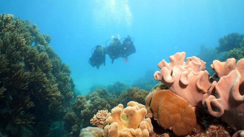 Cairns: Sailing Catamaran Great Barrier Reef Full Day Tour - What’s Included and What’s Not