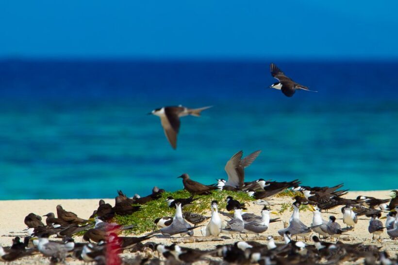 Cairns: Sailing Catamaran Great Barrier Reef Full Day Tour - Who Is This Tour Best For?