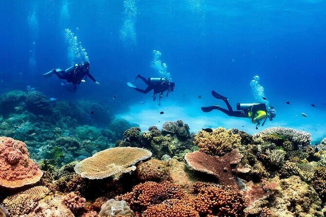 Cairns: Tandem Skydive Experience over Reef & Rainforest - Authentic Reviewer Perspectives