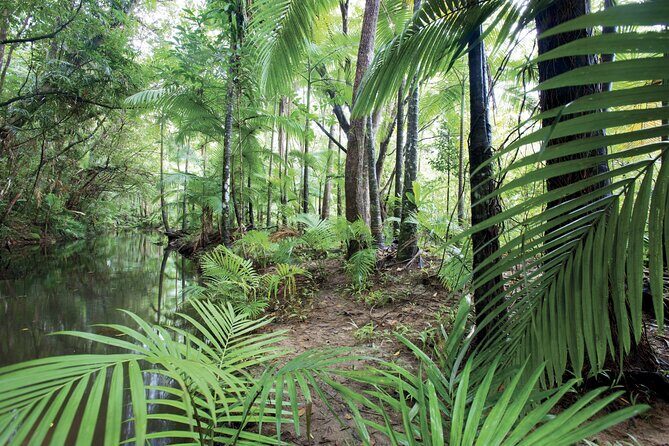 Cairns to Silky Oaks ONE WAY Private Transfer 6 pax - Pricing and Value