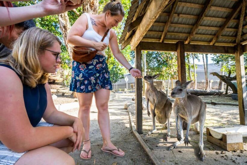 Cairns: Wildlife Habitat, Mossman Gorge, and Daintree Tour - How Does It Value Compare?