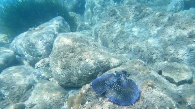 Cala Gonone: Snorkeling in the Orosei Gulf - An In-Depth Look at the Snorkeling Tour