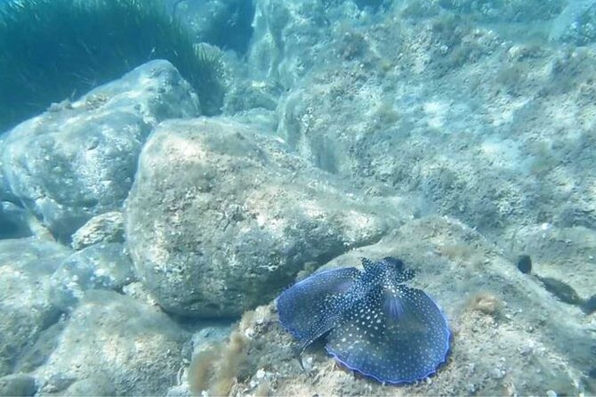 Cala Gonone Snorkeling in the Orosei Gulf - FAQ