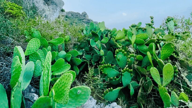 Cala Millor: "Cavemen", cave on a mountain,fun game and hike - FAQ