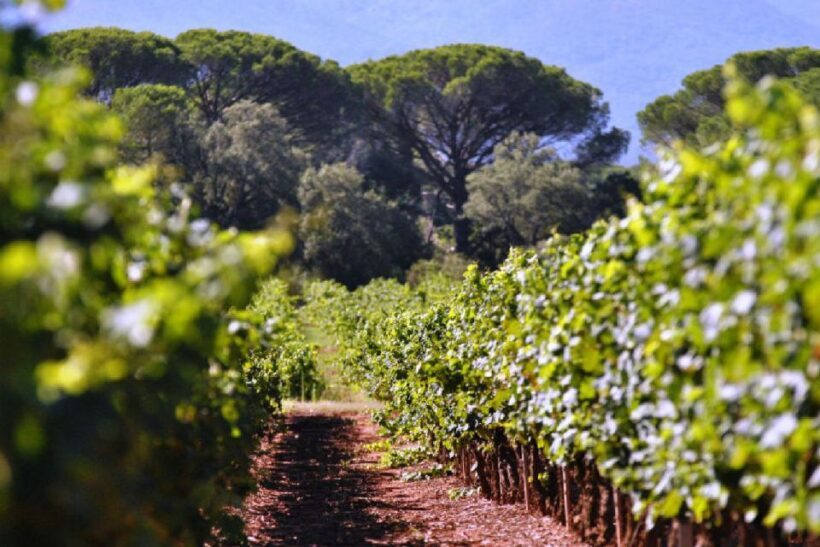 Calanques of Cassis, Aix-en-Provence & Wine Tasting Day Tour - Who Will Enjoy This Tour?