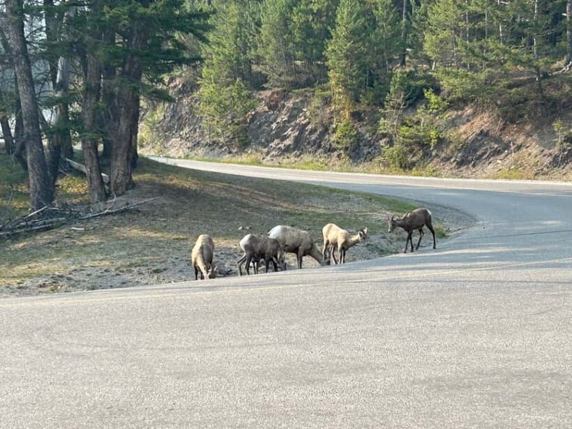 Calgary/Canmore/Banff: BEST of BANFF with LAKES Group Tour - Potential Drawbacks and Considerations