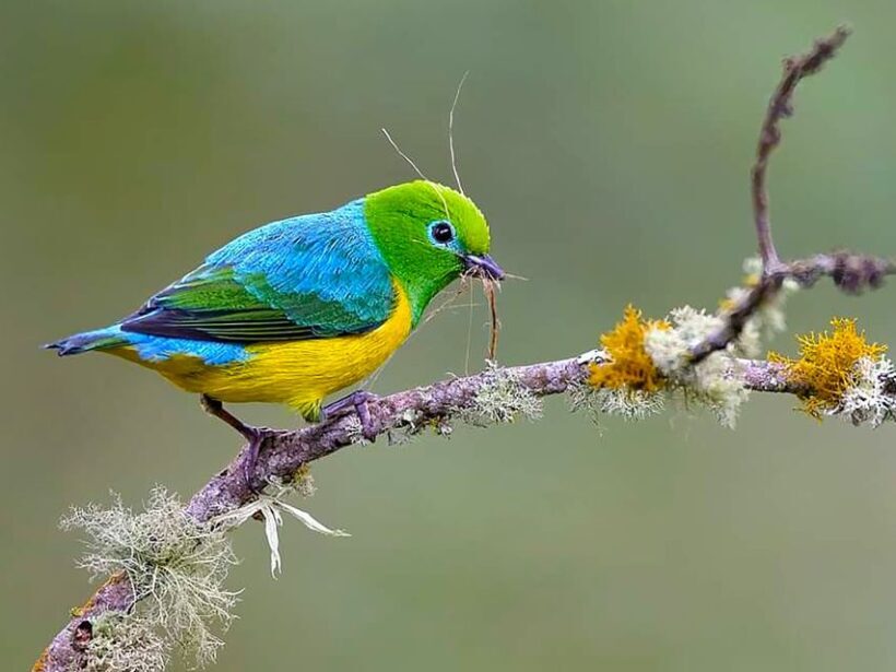 Cali: Bird Watching - The Natural Habitat and Trails