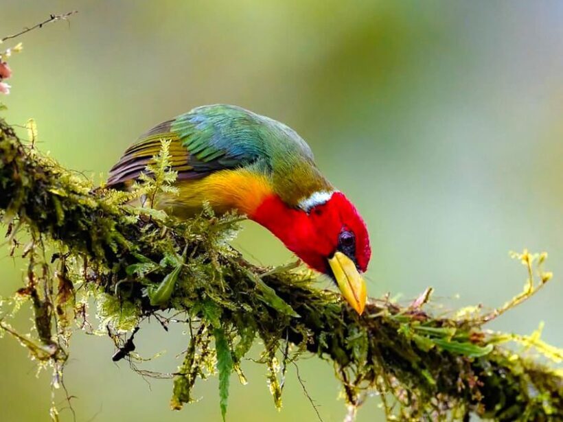 Cali: Bird Watching - Bird Watching and Learning