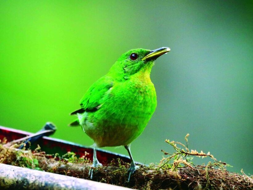 Cali: Bird Watching - Food and Comfort