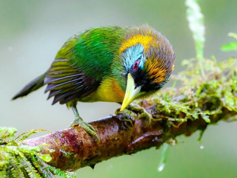 Cali: Bird Watching - Practical Details