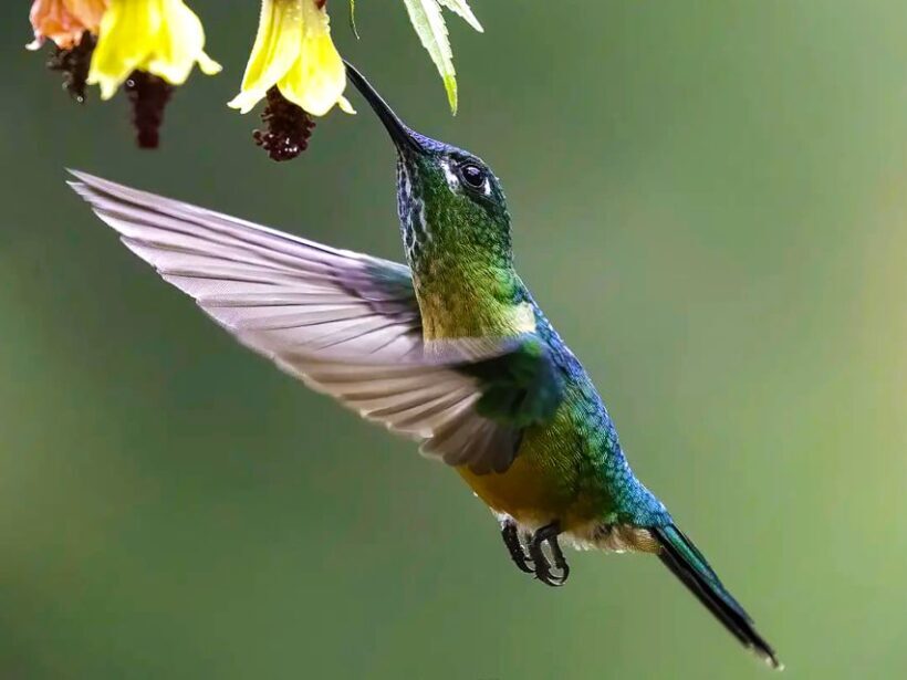 Cali: Bird Watching - What to Expect and What to Bring