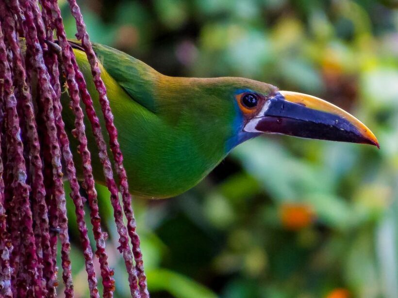 Cali: Bird Watching - Weather and Preparedness