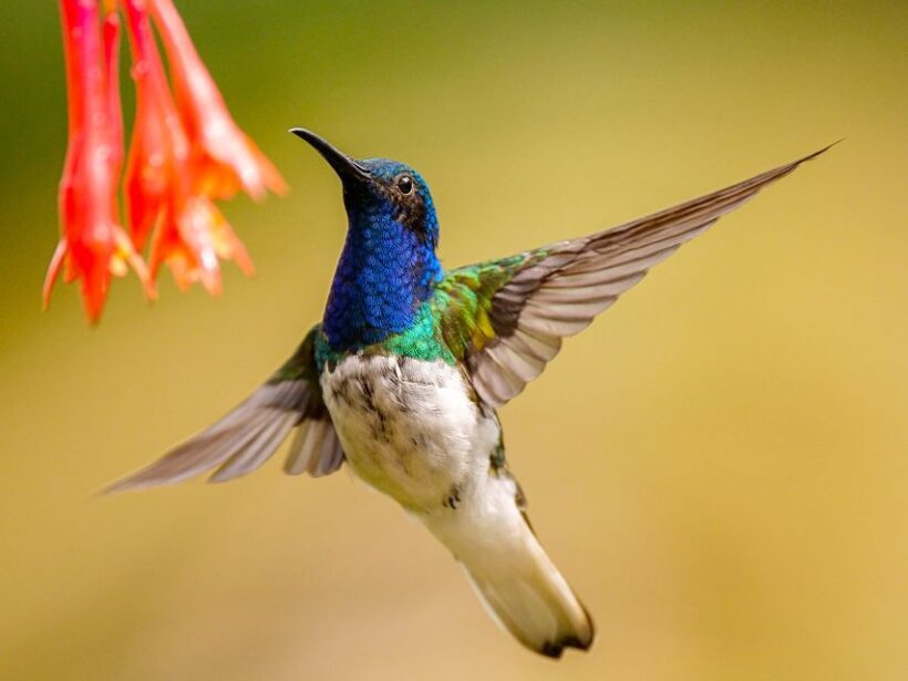 Cali: Bird Watching - Why This Tour Is a Smart Choice