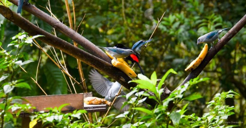 Cali: Birdwatching in la Cumbre - An In-Depth Look at the Cali Birdwatching Tour