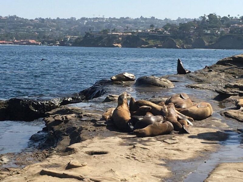 Cali Dreaming Electric Bike Tour of La Jolla & Pacific Beach - Practical Details and Considerations