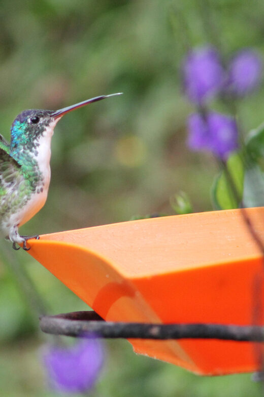 Cali: Hummingbird Watching & Photography Tour - Key Points