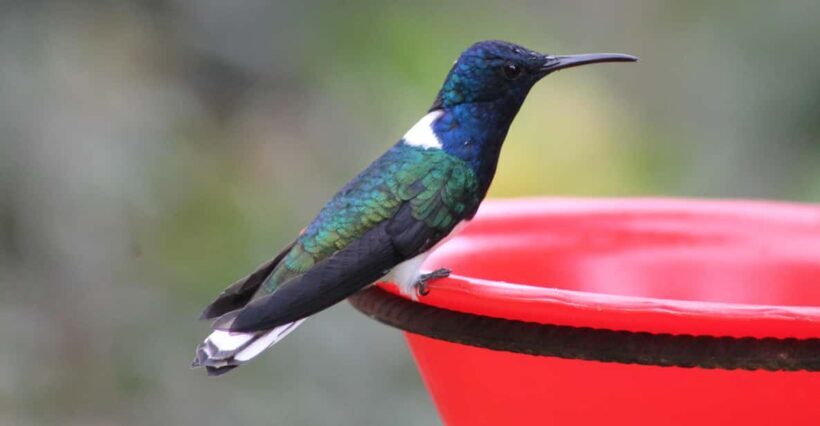 Cali: Hummingbird Watching & Photography Tour - What to Expect at Each Stop
