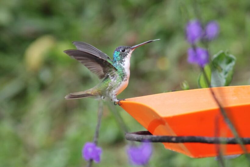 Cali: Hummingbird Watching & Photography Tour - The Experience Through the Lens of Others