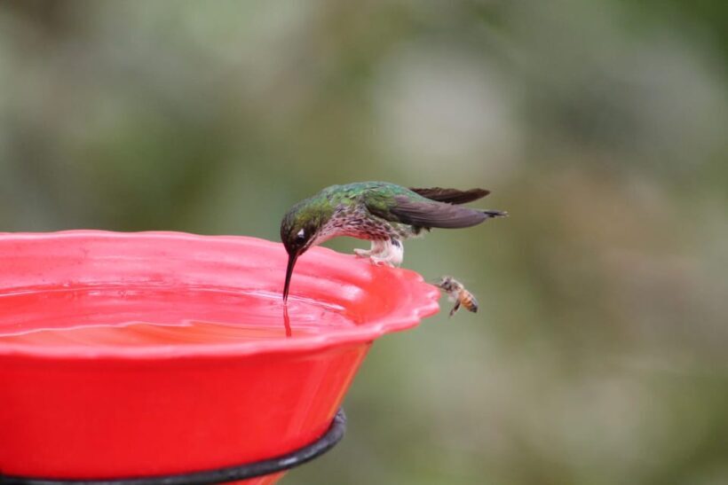 Cali: Hummingbird Watching & Photography Tour - Who Will Enjoy This Tour?