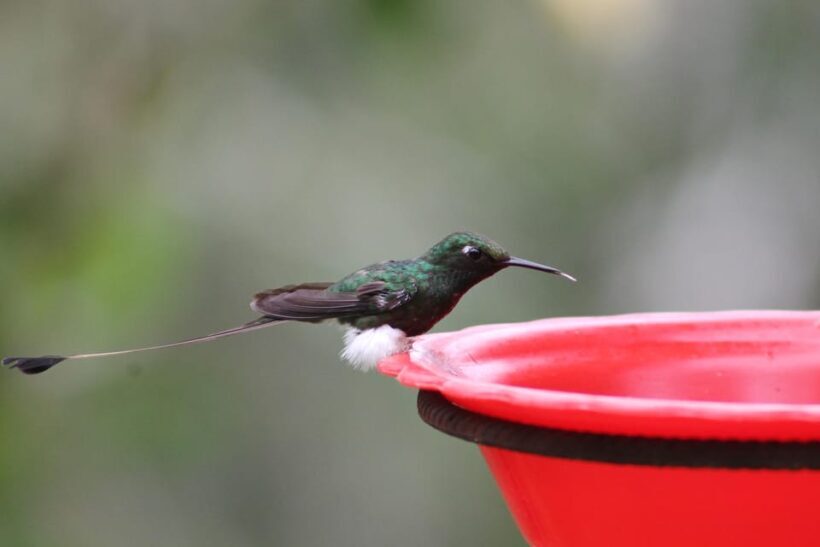 Cali: Hummingbird Watching & Photography Tour - Final Thoughts