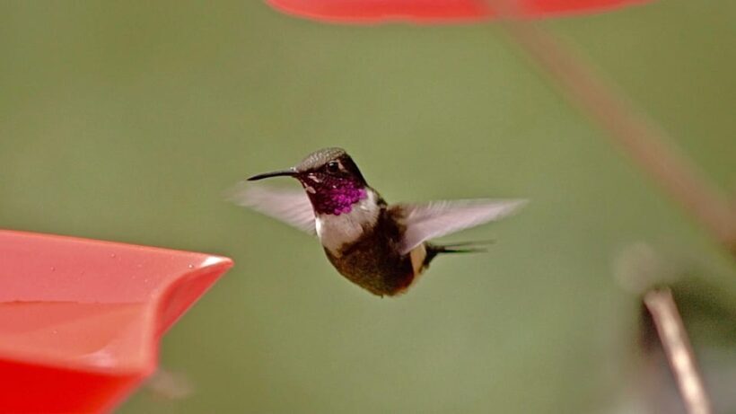 Cali: Jepp, Wala. nature in magic, organic gardens, birds - Key Points