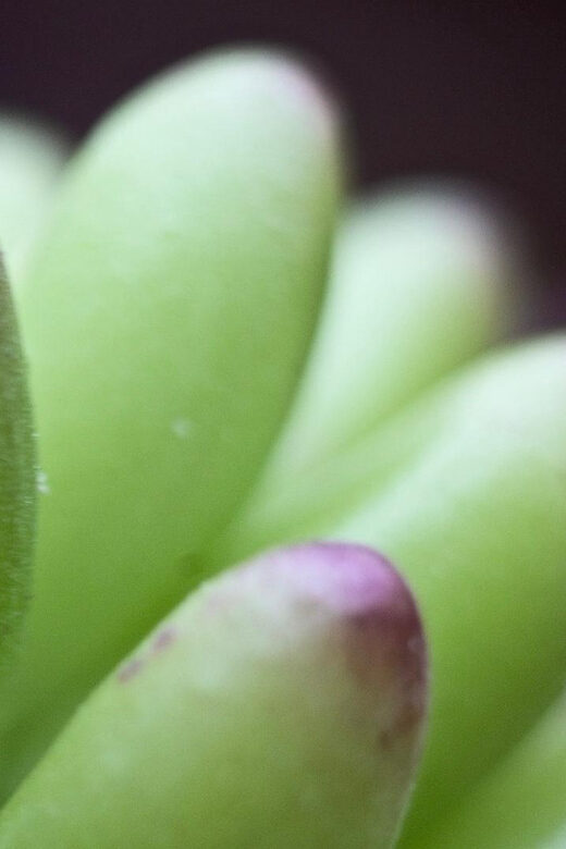 Cali: Jepp, Wala. nature in magic, organic gardens, birds - A Deep Dive into the Experience