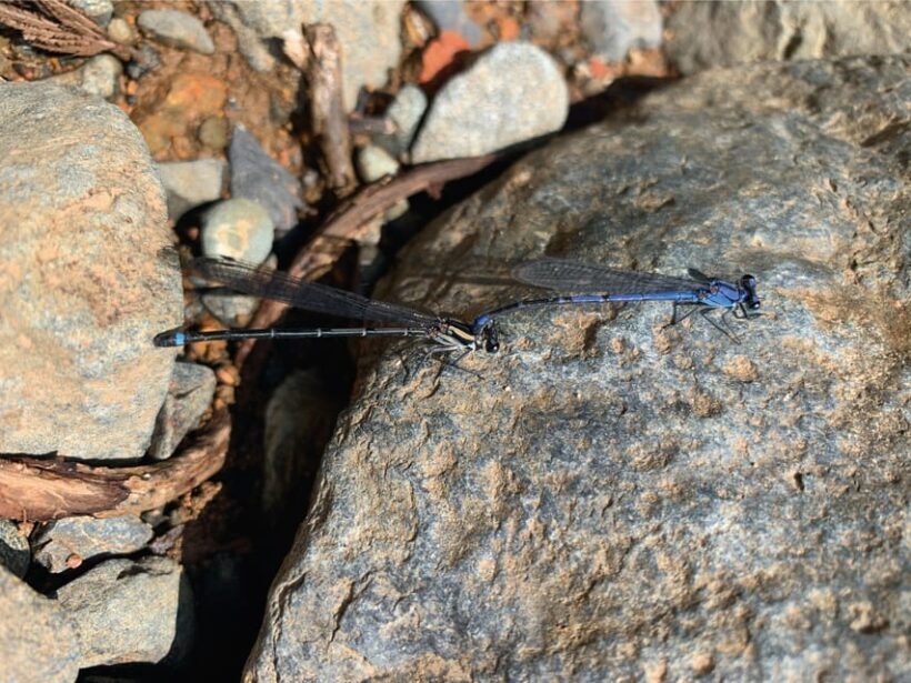 Cali: Tour of Waterfall in Pance River - Chorrera del Indio - Practical Details and Tips for Travelers