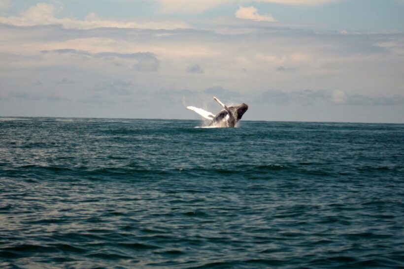 Cali: Whale Watching in the Colombian Pacific Coast - What You’ll See and Do