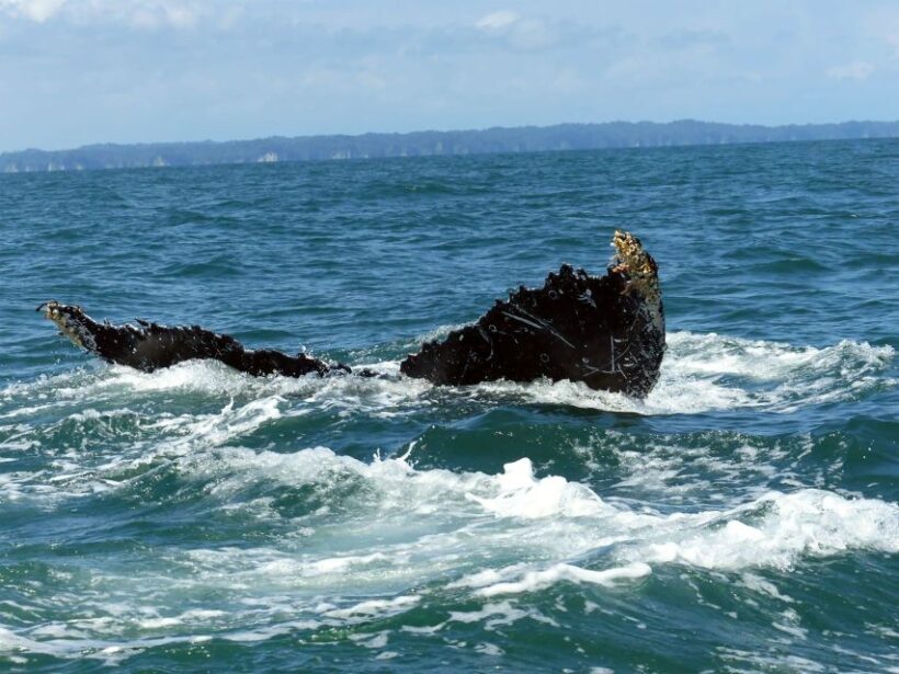Cali: Whale Watching in the Colombian Pacific Coast - Analyzing the Cost and Value