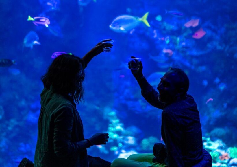 California Academy of Sciences NightLife Plus Admission - What Is the California Academy of Sciences NightLife Plus?